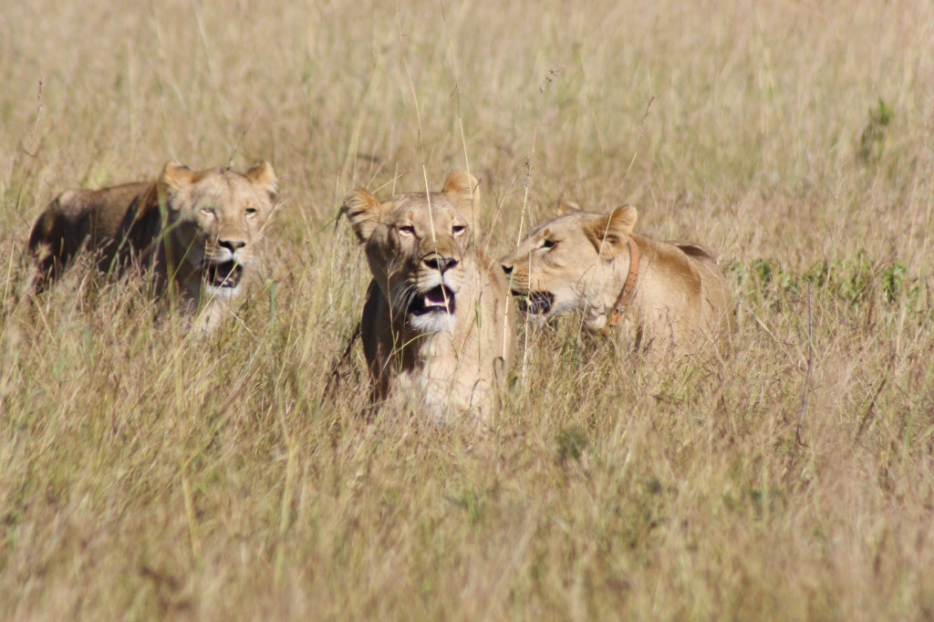 Off They Go! • kimpluscraig.com